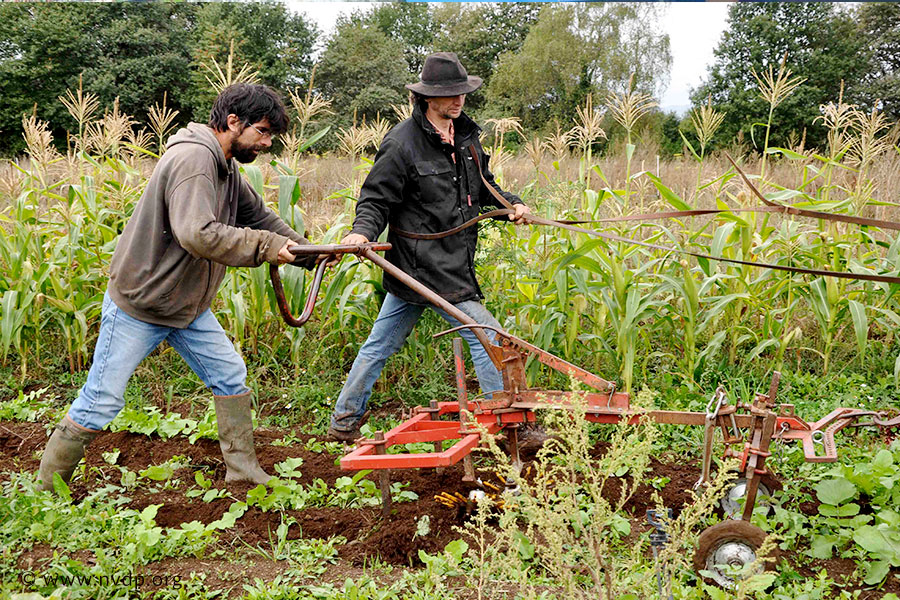 Agriculture Volunteer Program in Nepal - NVDP Volunteer - N.V.D.P
